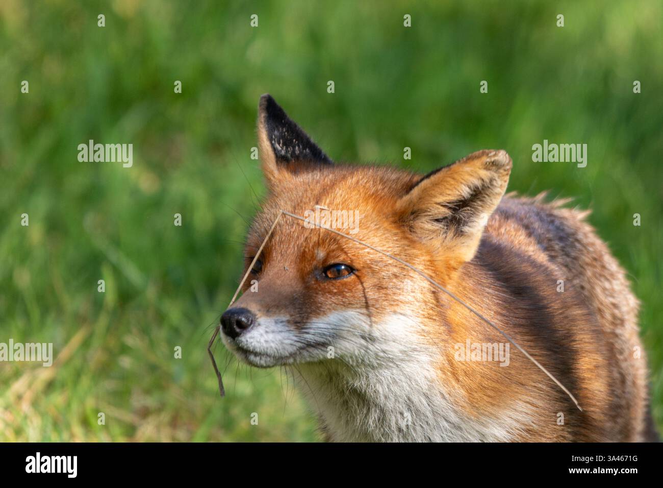 Fox (Vulpes vulpes), amusing close-up portrait of a young fox with a ...