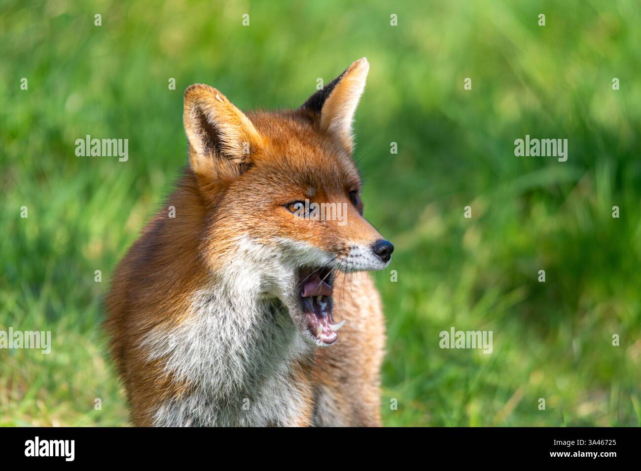 Fox (Vulpes vulpes), close-up portrait of a young fox in England, UK ...