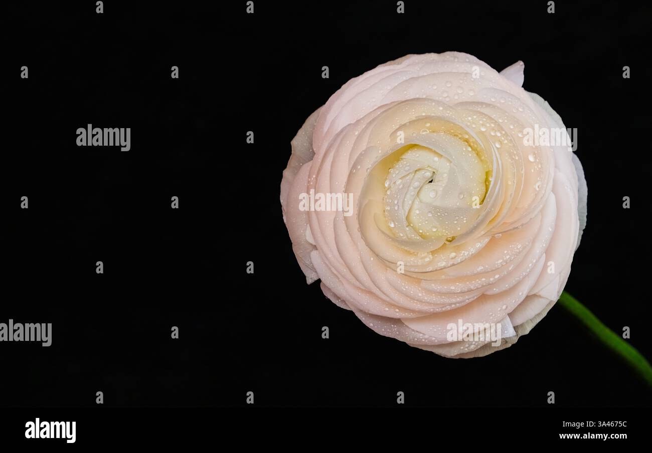 Close up beautiful lush White Ranunculus Persian Buttercup flower with ...
