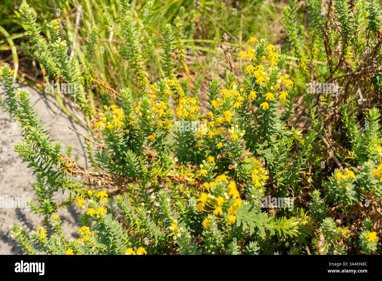 Zurich, Switzerland, July 21, 2024 Senecio Angulatus or creeping ...
