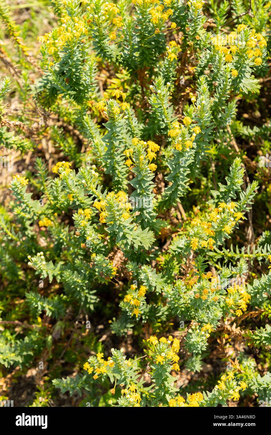 Zurich, Switzerland, July 21, 2024 Senecio Angulatus or creeping ...