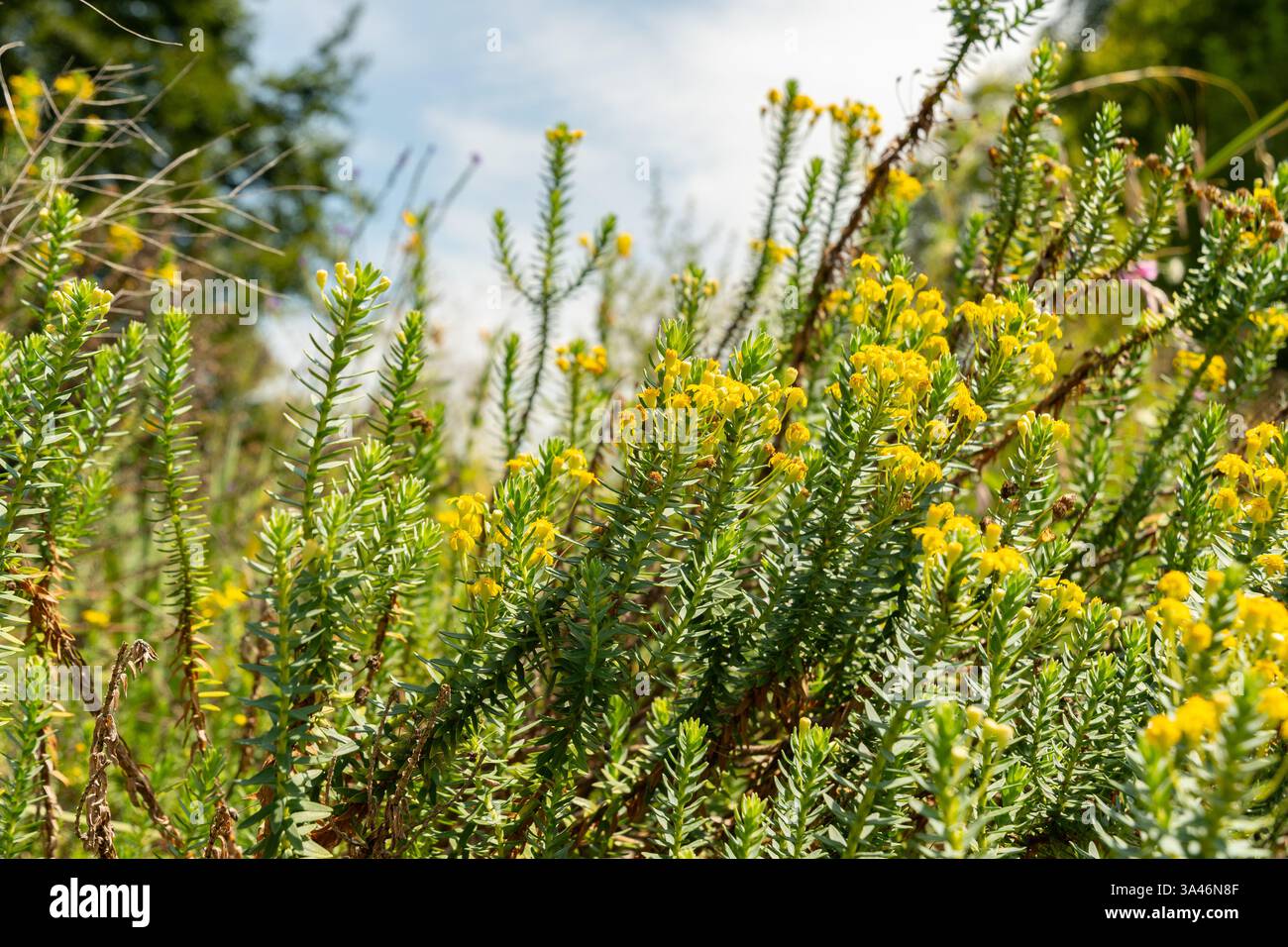 Zurich, Switzerland, July 21, 2024 Senecio Angulatus or creeping ...
