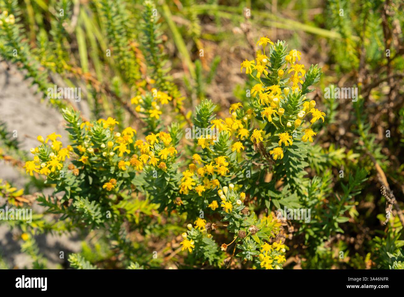 Zurich, Switzerland, July 21, 2024 Senecio Angulatus or creeping ...