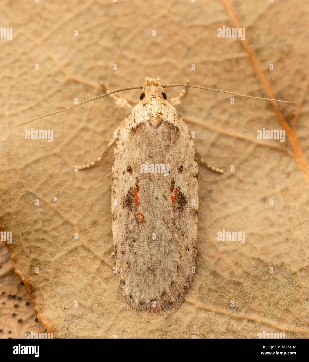Micro moth lepidoptera insect hi-res stock photography and images - Alamy