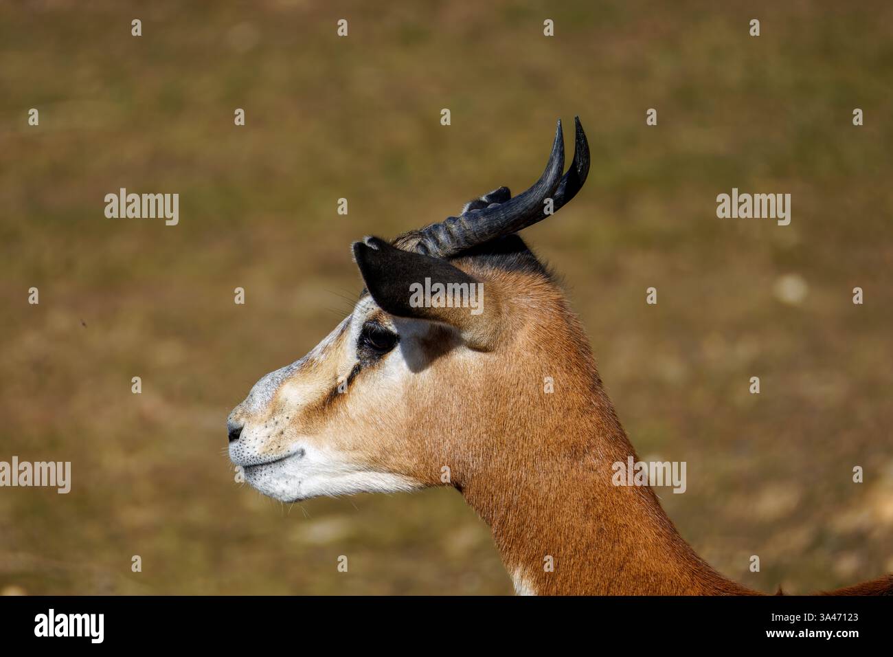 The dama gazelle (Nanger dama), also known as the addra gazelle or ...