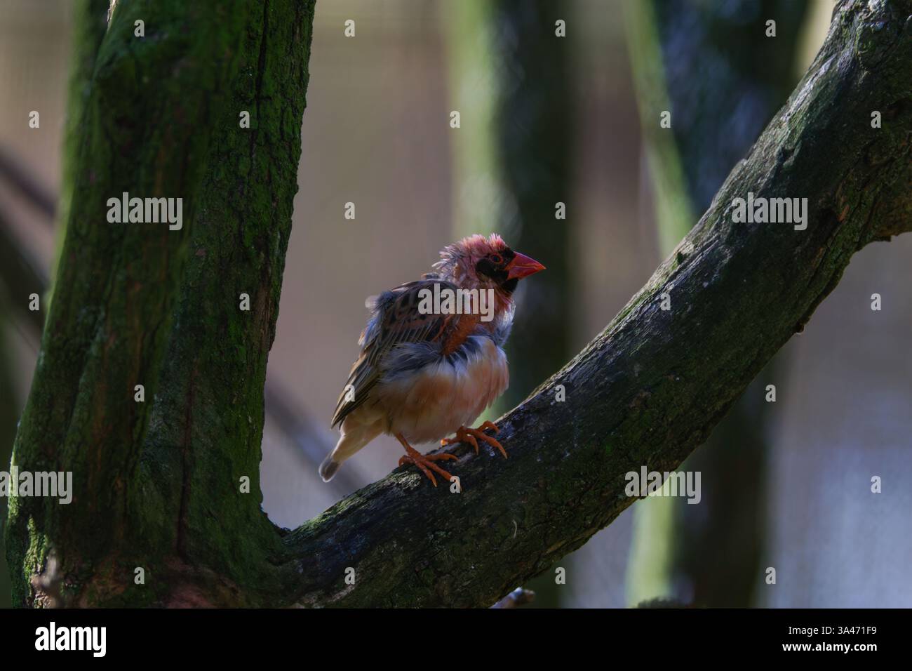 A Red-billed quelea, Quelea queleaon a branch Stock Photo - Alamy
