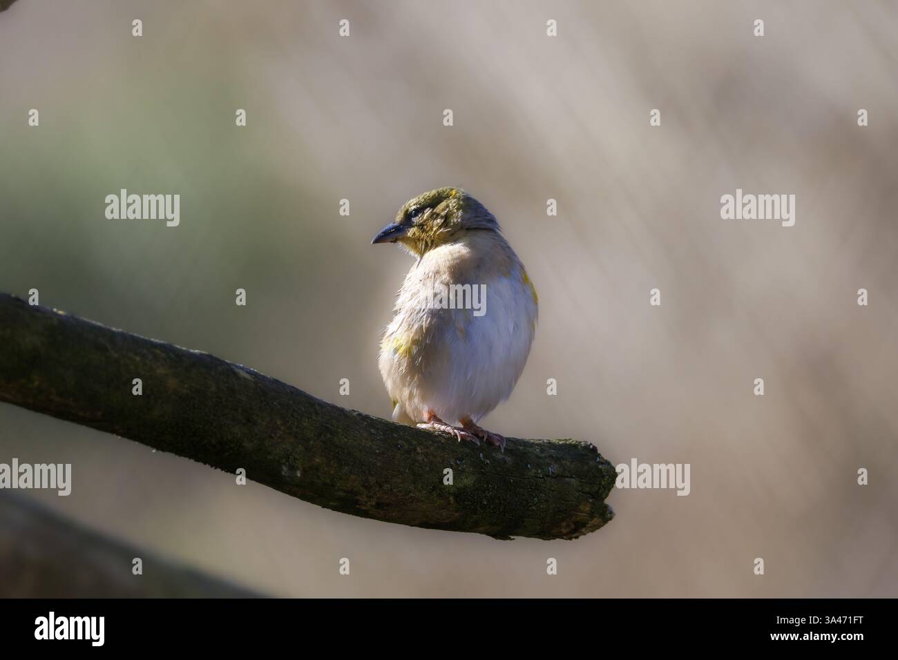 The female black-headed weaver (Ploceus melanocephalus), also known as ...