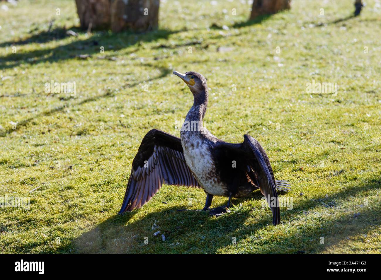 The great cormorant (Phalacrocorax carbo), known as the black shag or ...
