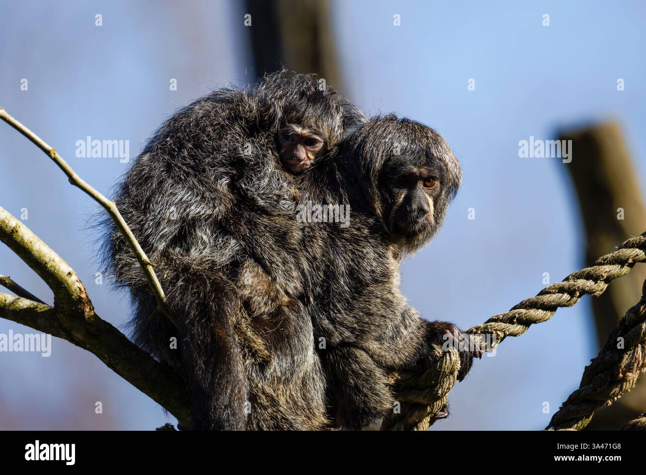 The white-faced saki (Pithecia pithecia), called the Guianan saki and ...