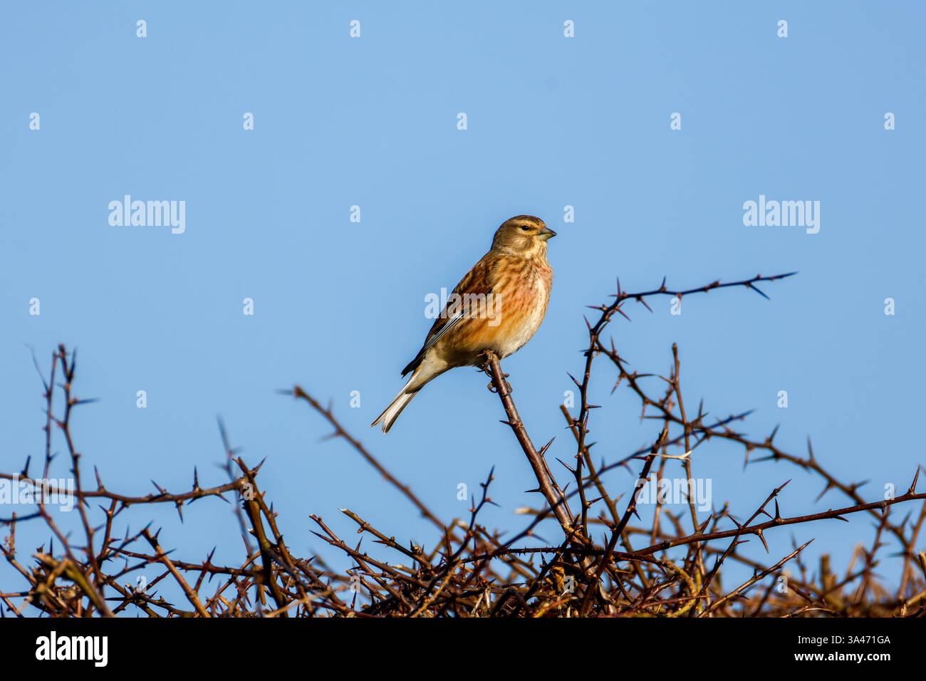 The common linnet (Linaria cannabina) a small passerine bird of the ...