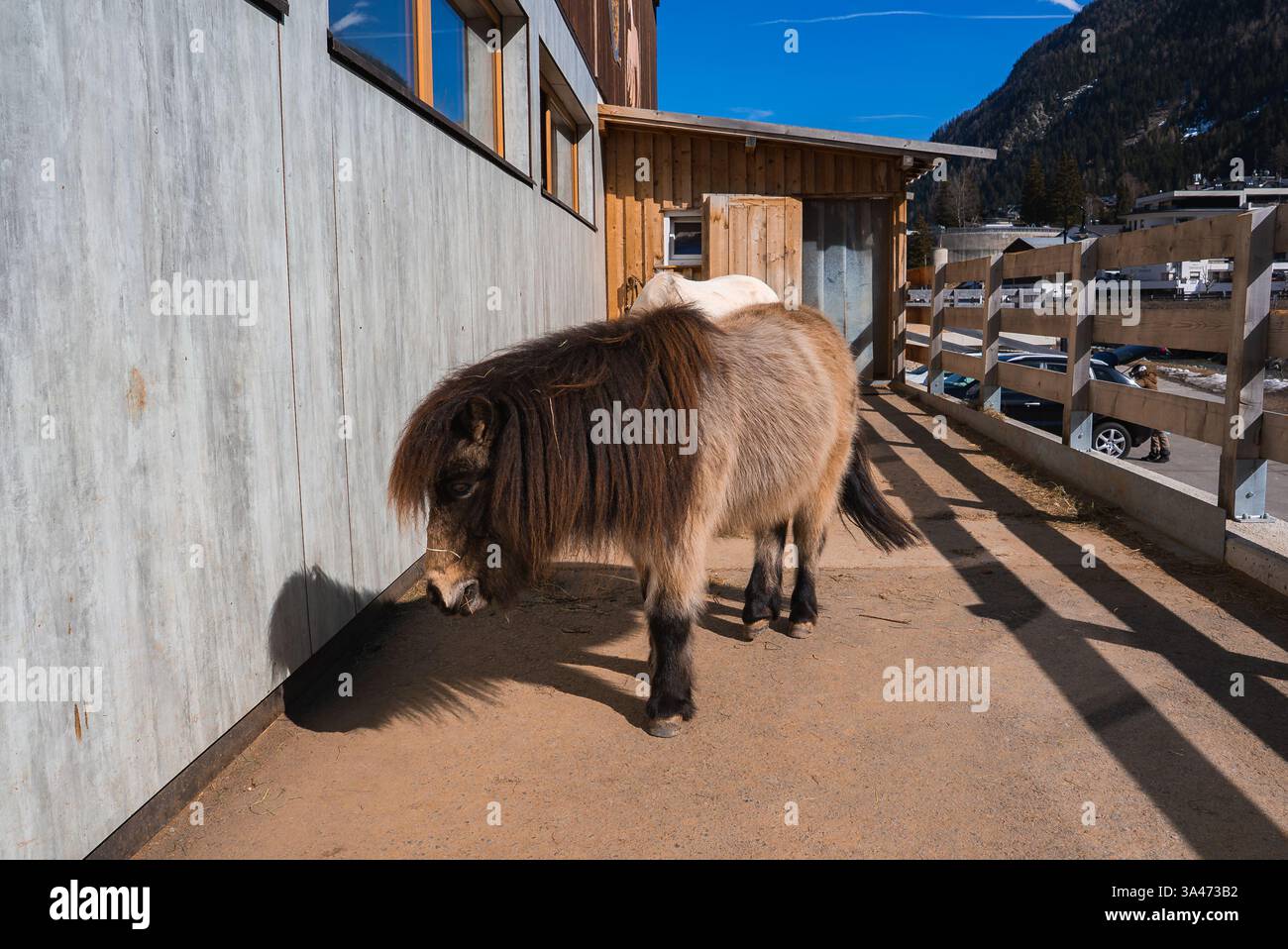 Shaggy Pony in Sunlit Alpine Setting with Mountain Backdrop Stock Photo ...