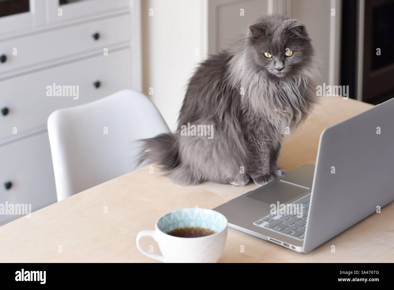 Cute fluffy grey cat sitting on top of desk in front of laptop computer ...