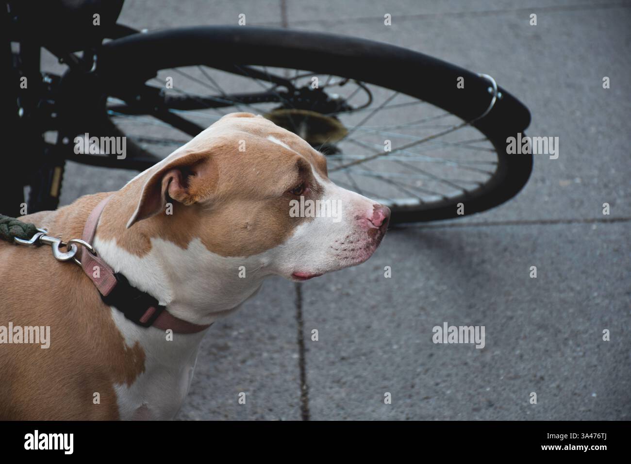 Closeup face of pitbull dog tied to a poll on a street waiting for its ...