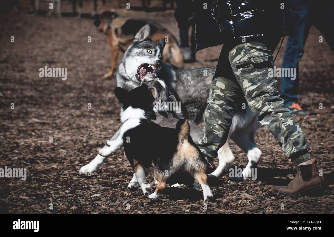 Angry aggressive dog at an off leash dog park showing teeth at another ...