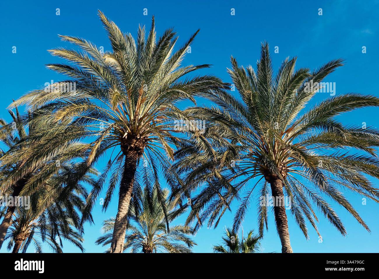 Phoenix canariensis, the Canary Island date palm or pineapple palm at ...