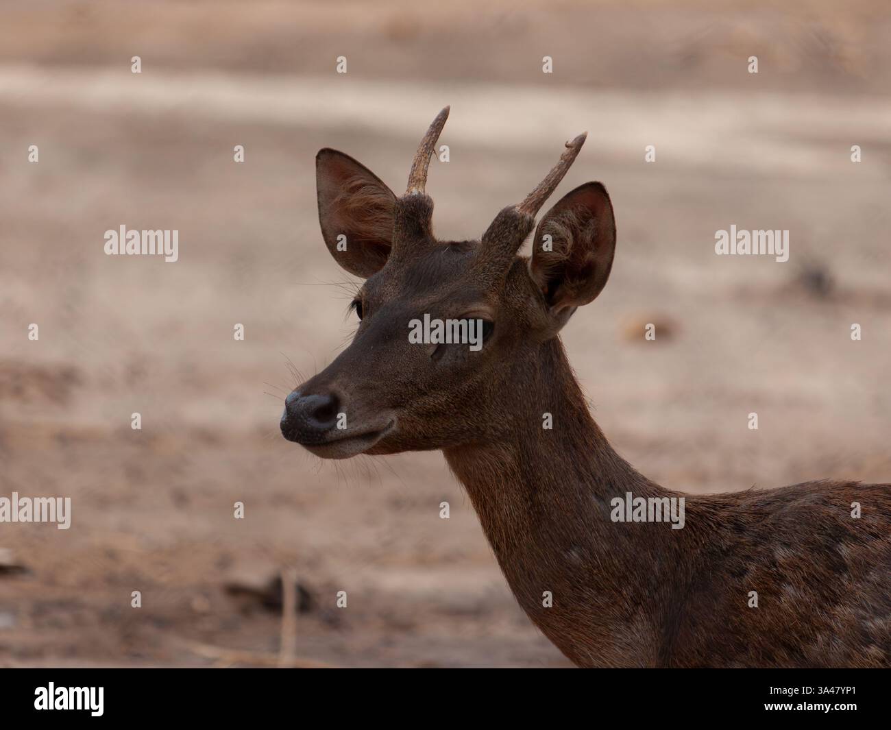 A young female Javan deer (Rusa timor) portrait shot from side view ...