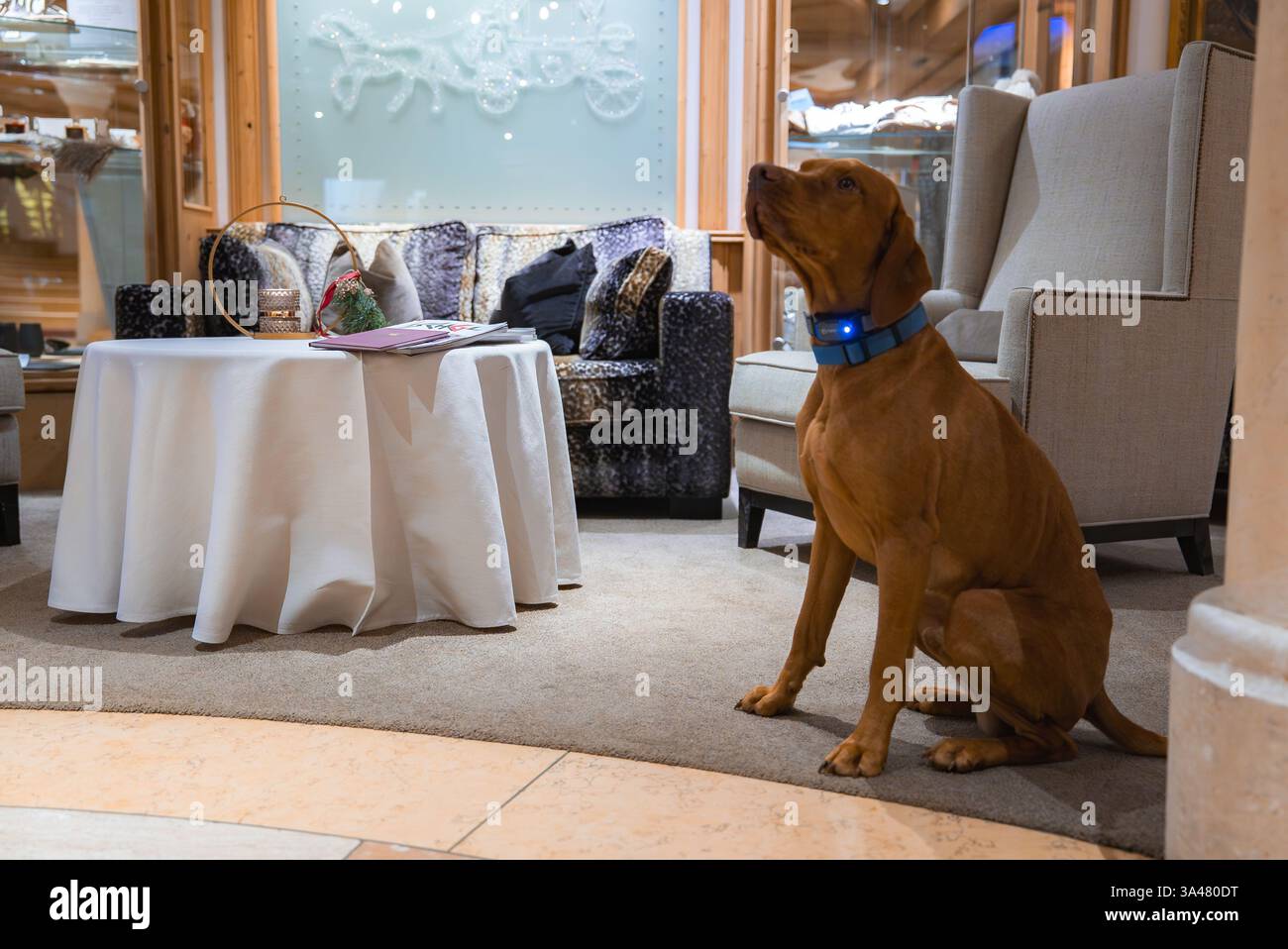 Luxury Hotel Lounge with Dog, Table, and Frosted Glass Panel Stock ...