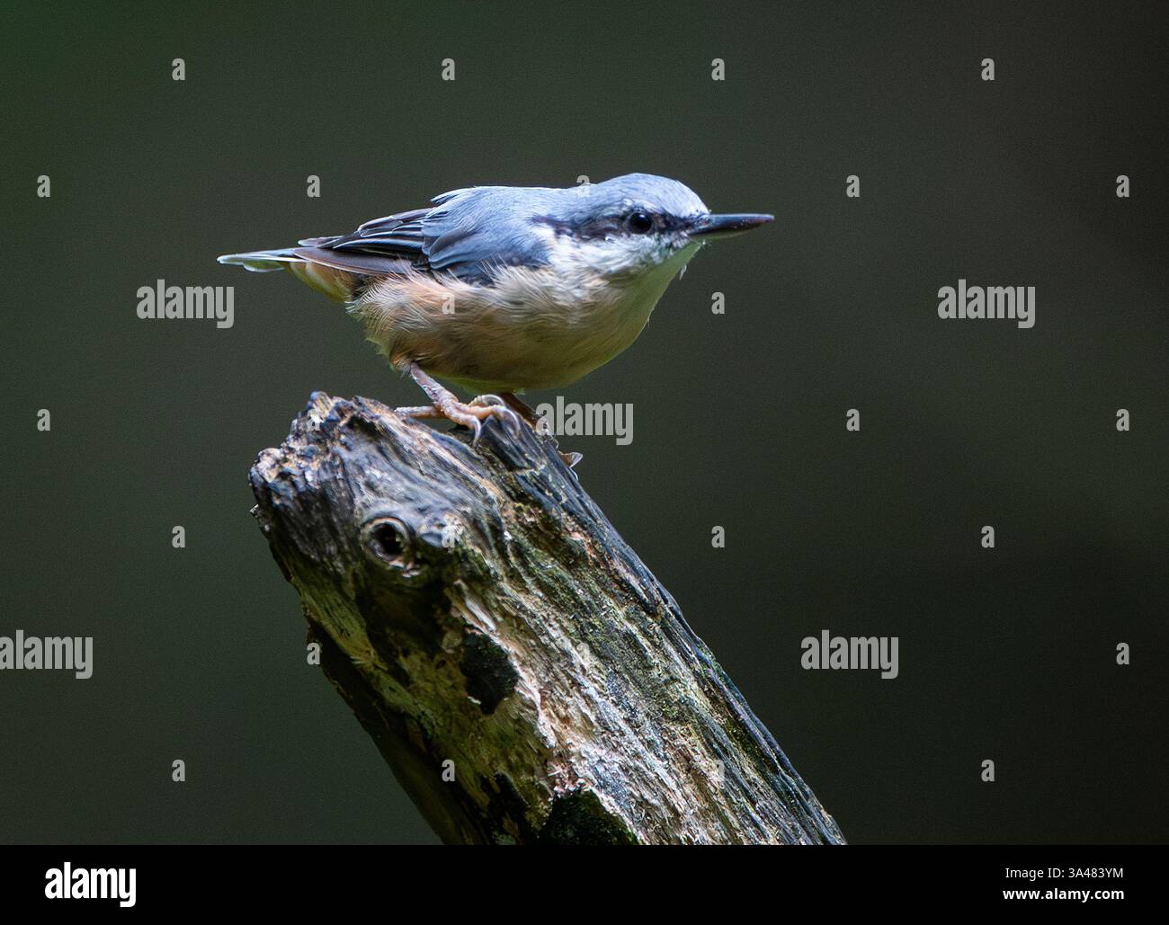 Nuthatch Credit: Ian Jacobs Stock Photo - Alamy