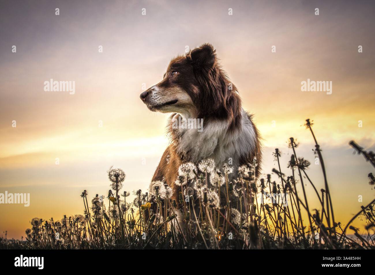 adult Australian Shepherd Stock Photo - Alamy