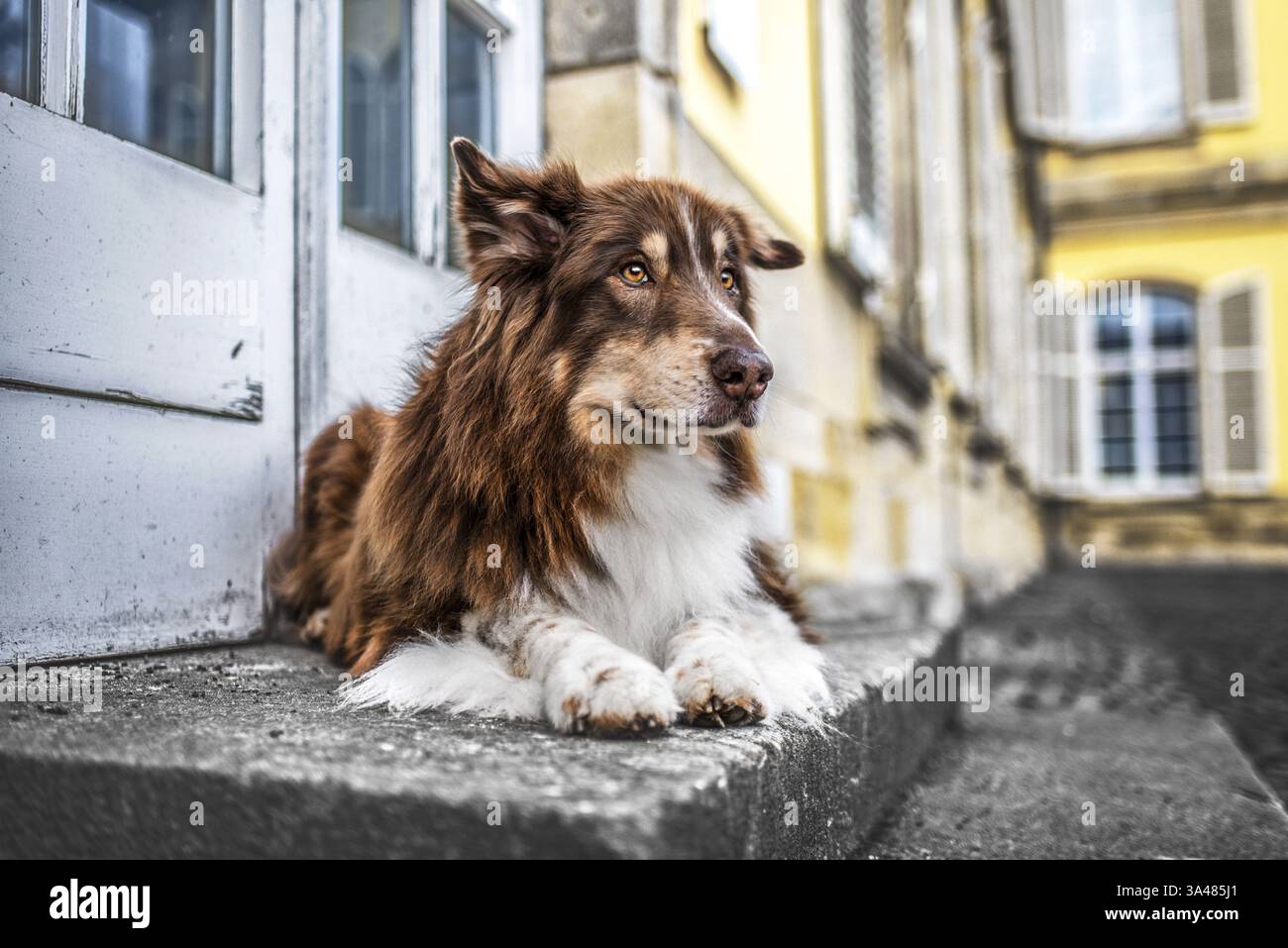 adult Australian Shepherd Stock Photo - Alamy