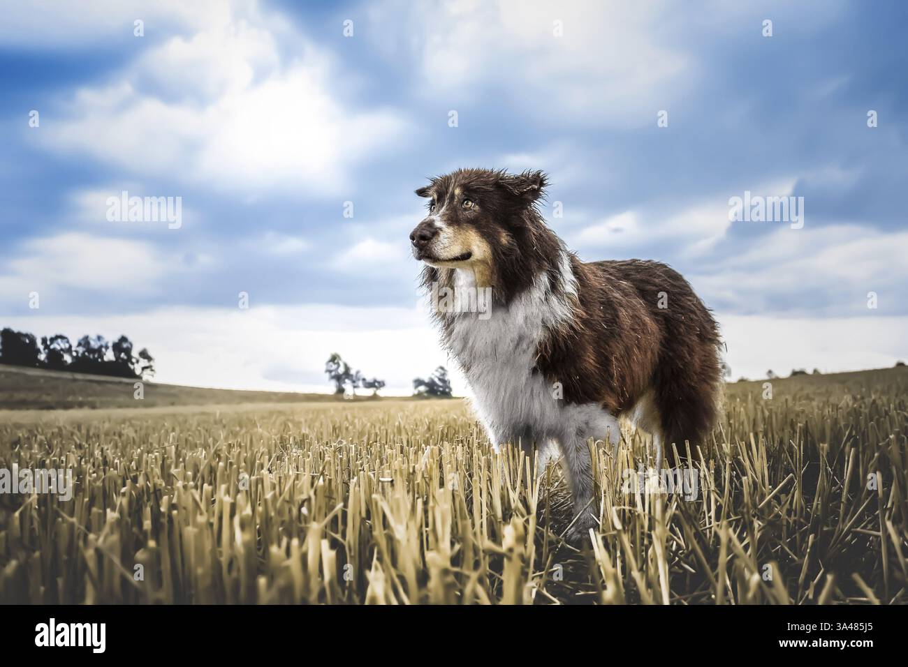 adult Australian Shepherd Stock Photo - Alamy