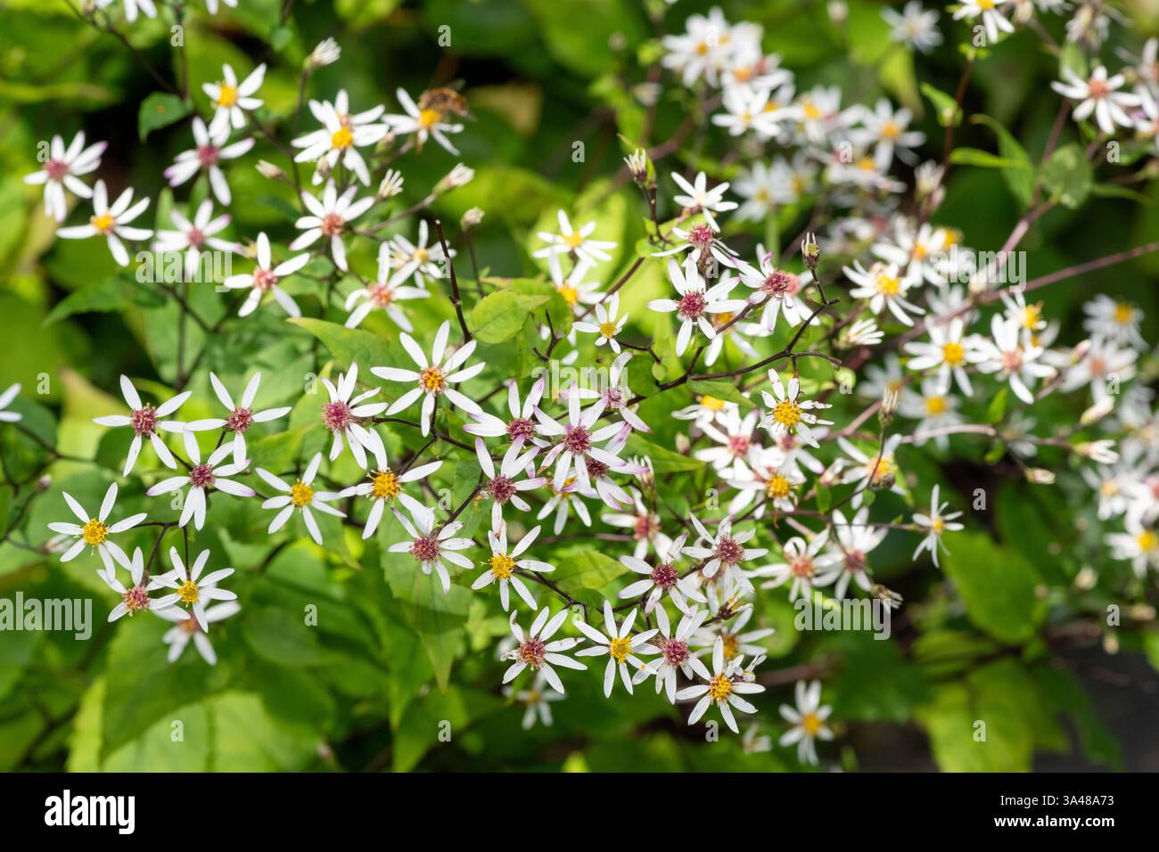 White wood aster (eurybia divaricata) flowers in bloom Stock Photo - Alamy