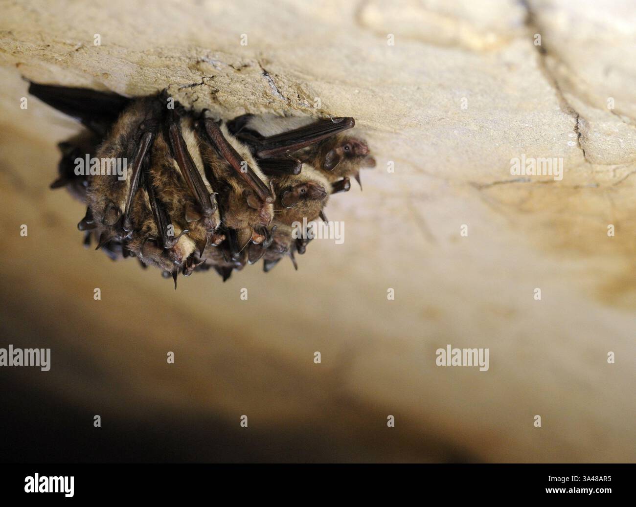 Northern long eared bat usa hi-res stock photography and images - Alamy