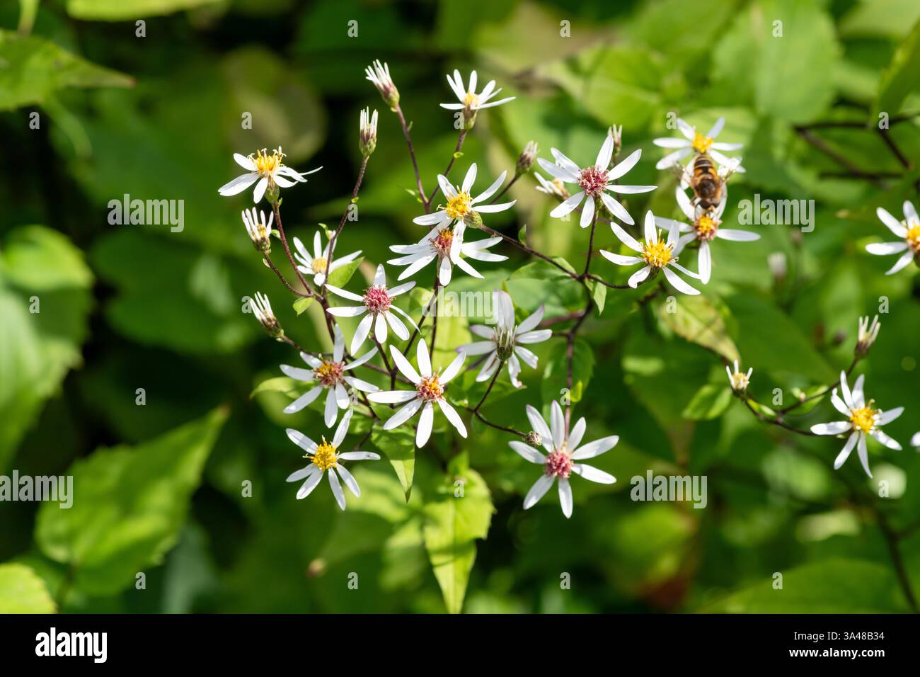 White wood aster (eurybia divaricata) flowers in bloom Stock Photo - Alamy