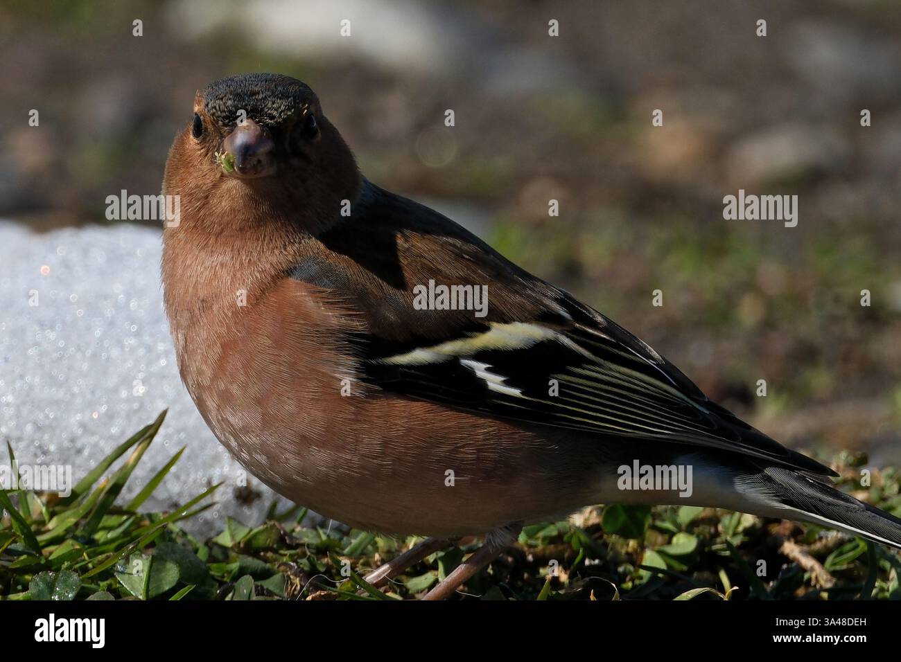 Single animal photos hi-res stock photography and images - Alamy