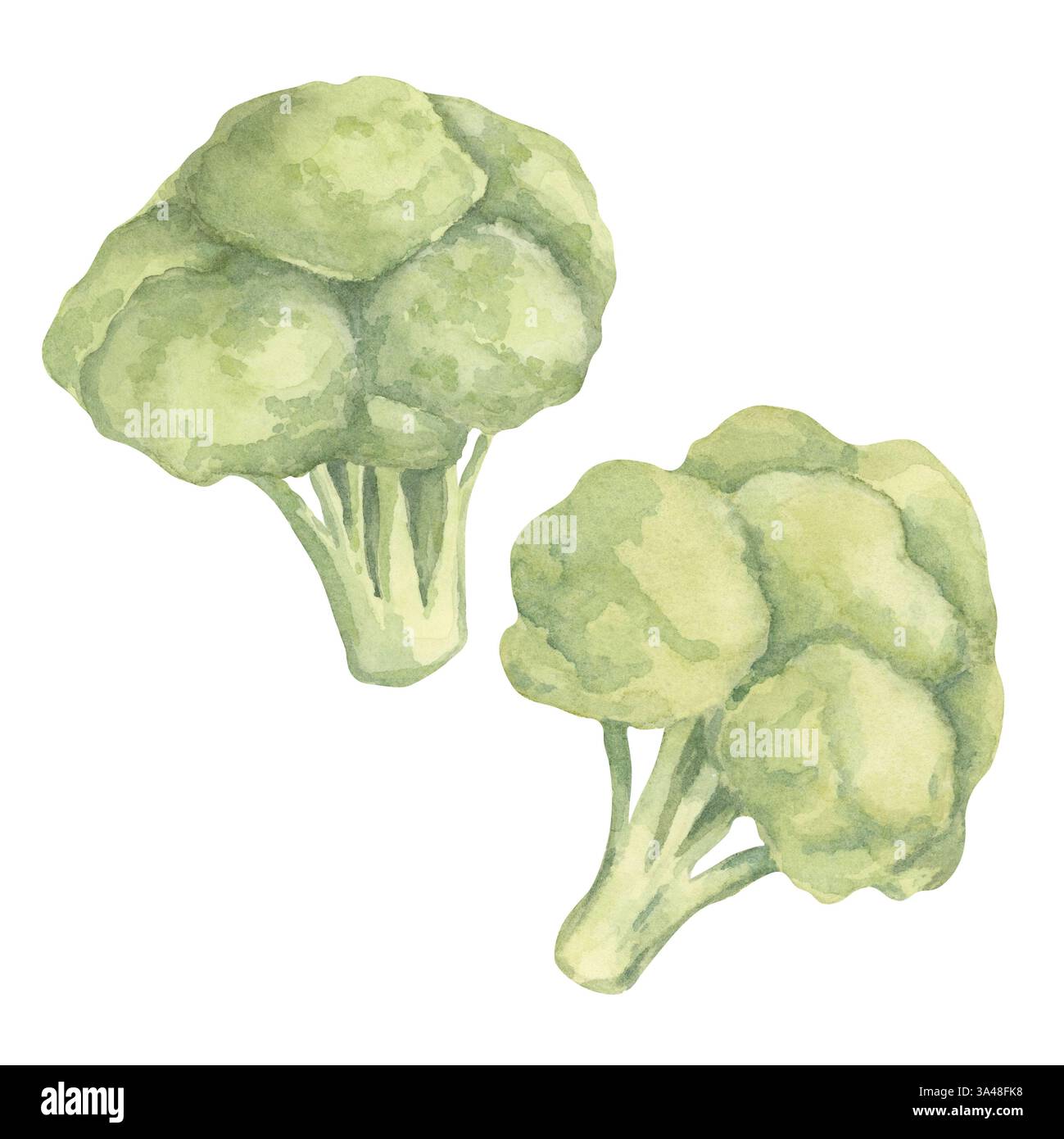 A duo of watercolor broccoli heads with soft green tones and realistic ...