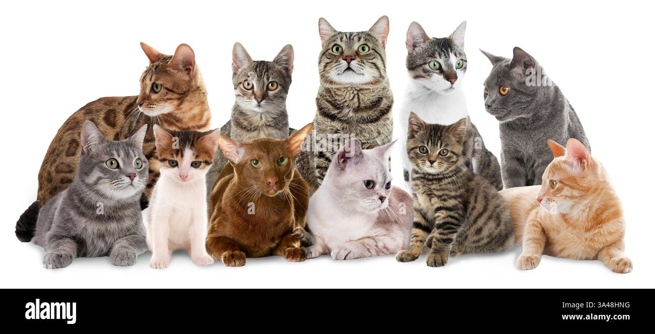 Group of cute cats on white background, banner design Stock Photo - Alamy