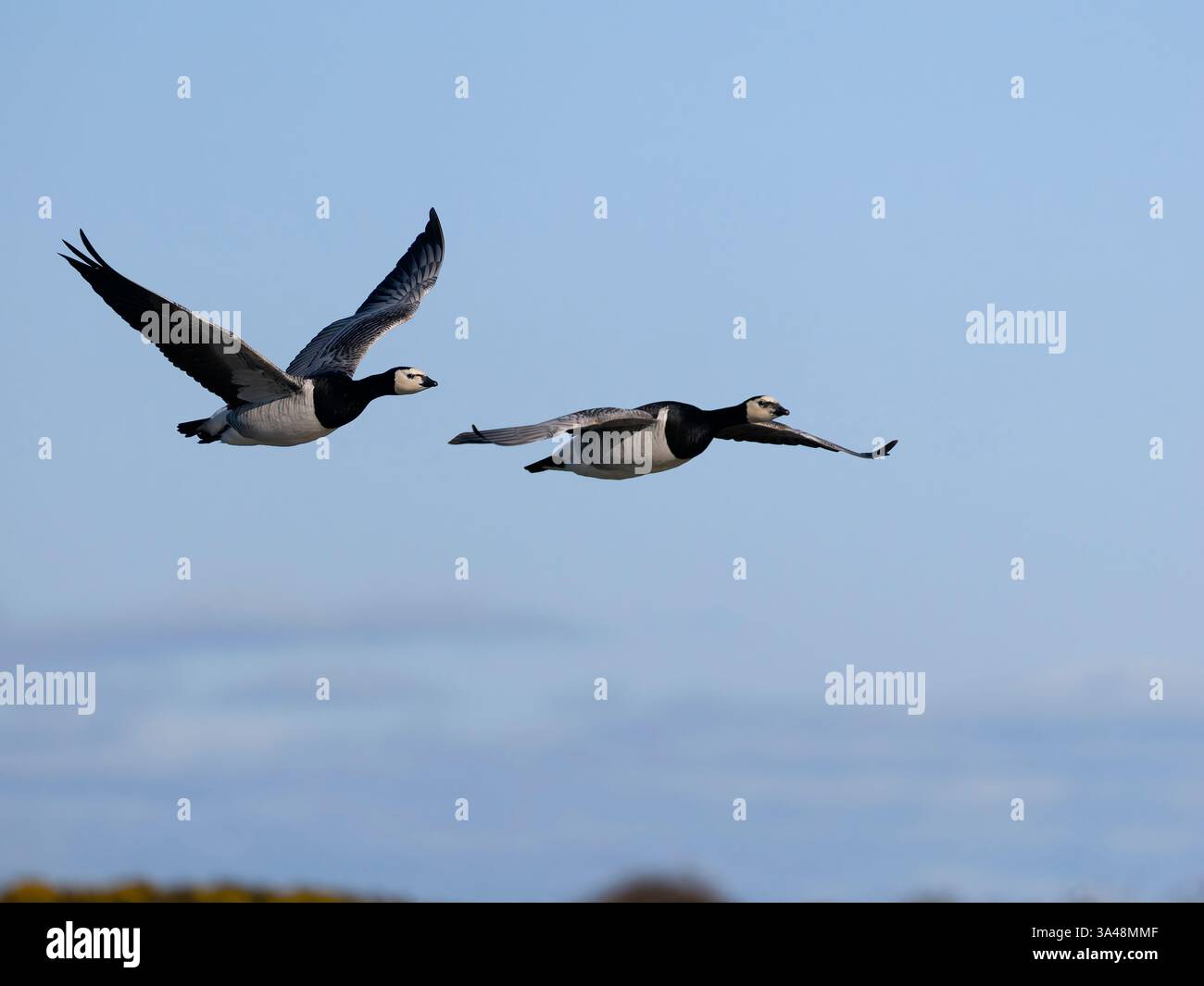 Barnacle goose, Branta leucopsis, two birds in flight, Suffolk, March ...