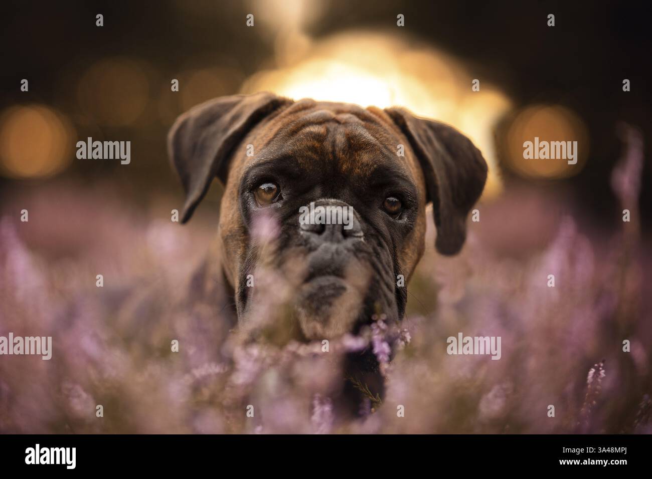 Bocker hi-res stock photography and images - Alamy