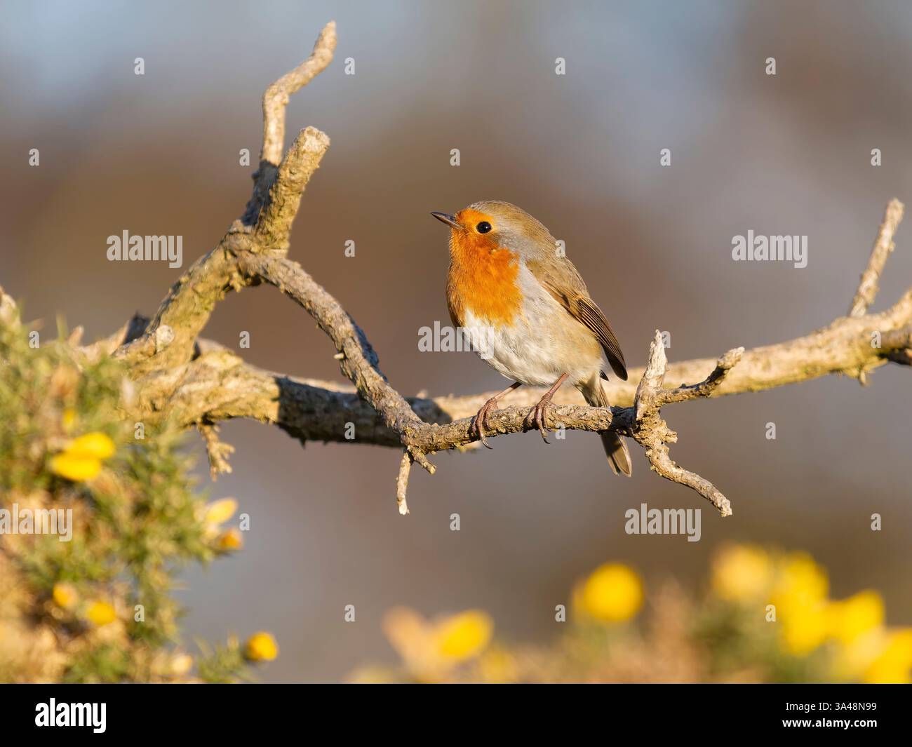 Robin, Erithacus rubecula, single bird on gorse bush, Sussex, March ...