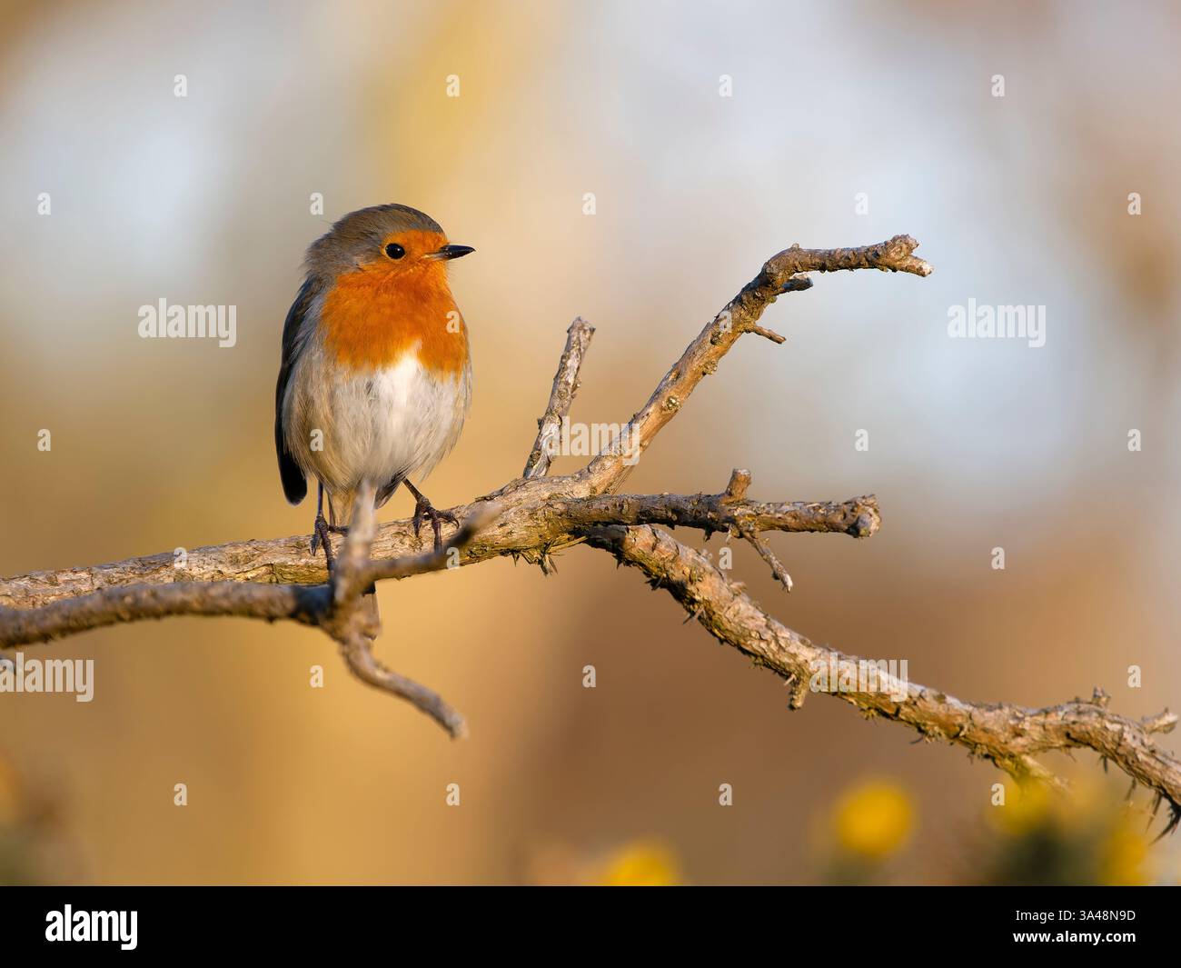 Robin, Erithacus rubecula, single bird on gorse bush, Sussex, March ...