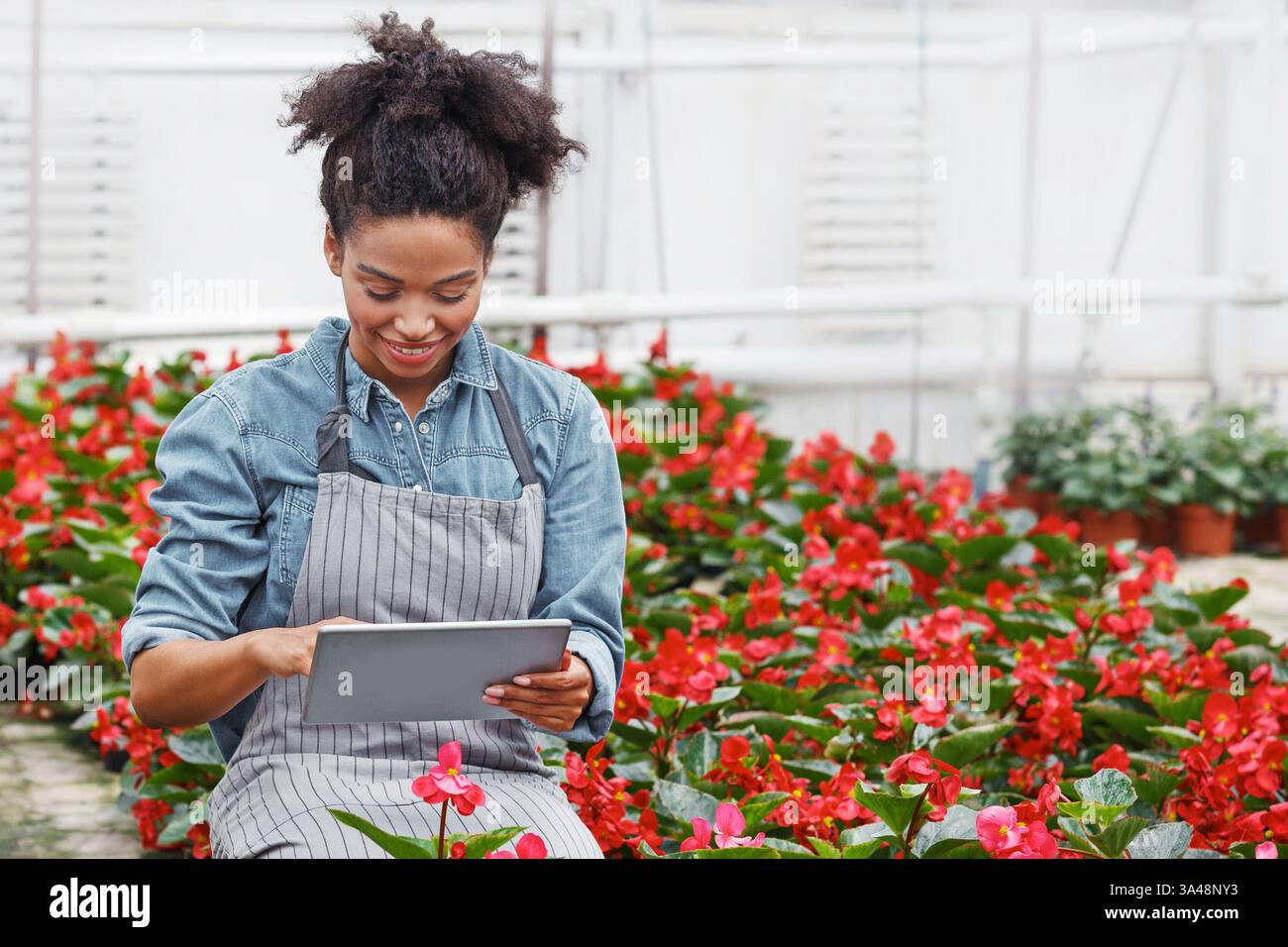Smart greenhouse control. Woman worker inspects red flowers and enters data in tablet Stock ...