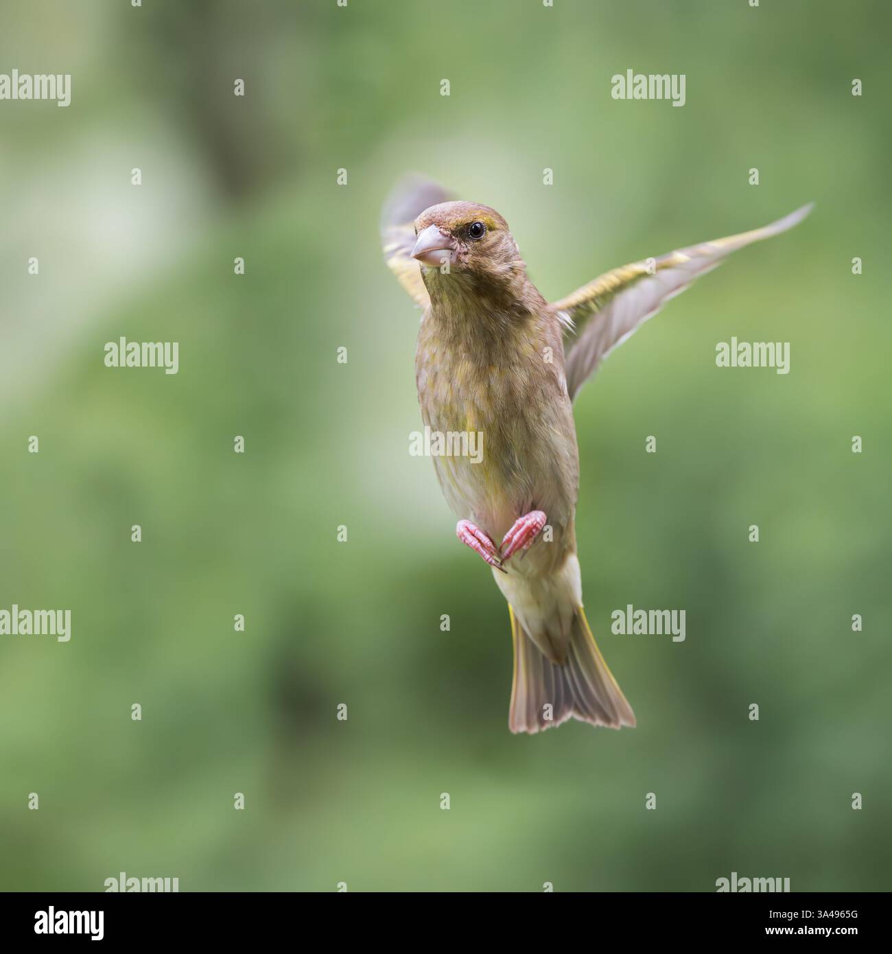 European Greenfinch [ Chloris chloris ] Female bird in flight Stock ...