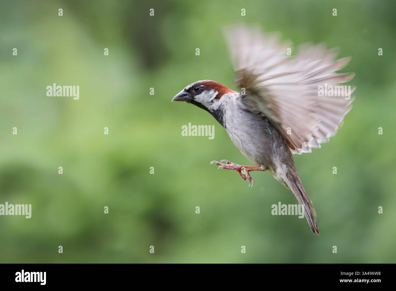 House Sparrow [ Passer domesticus ] male bird in flight Stock Photo - Alamy