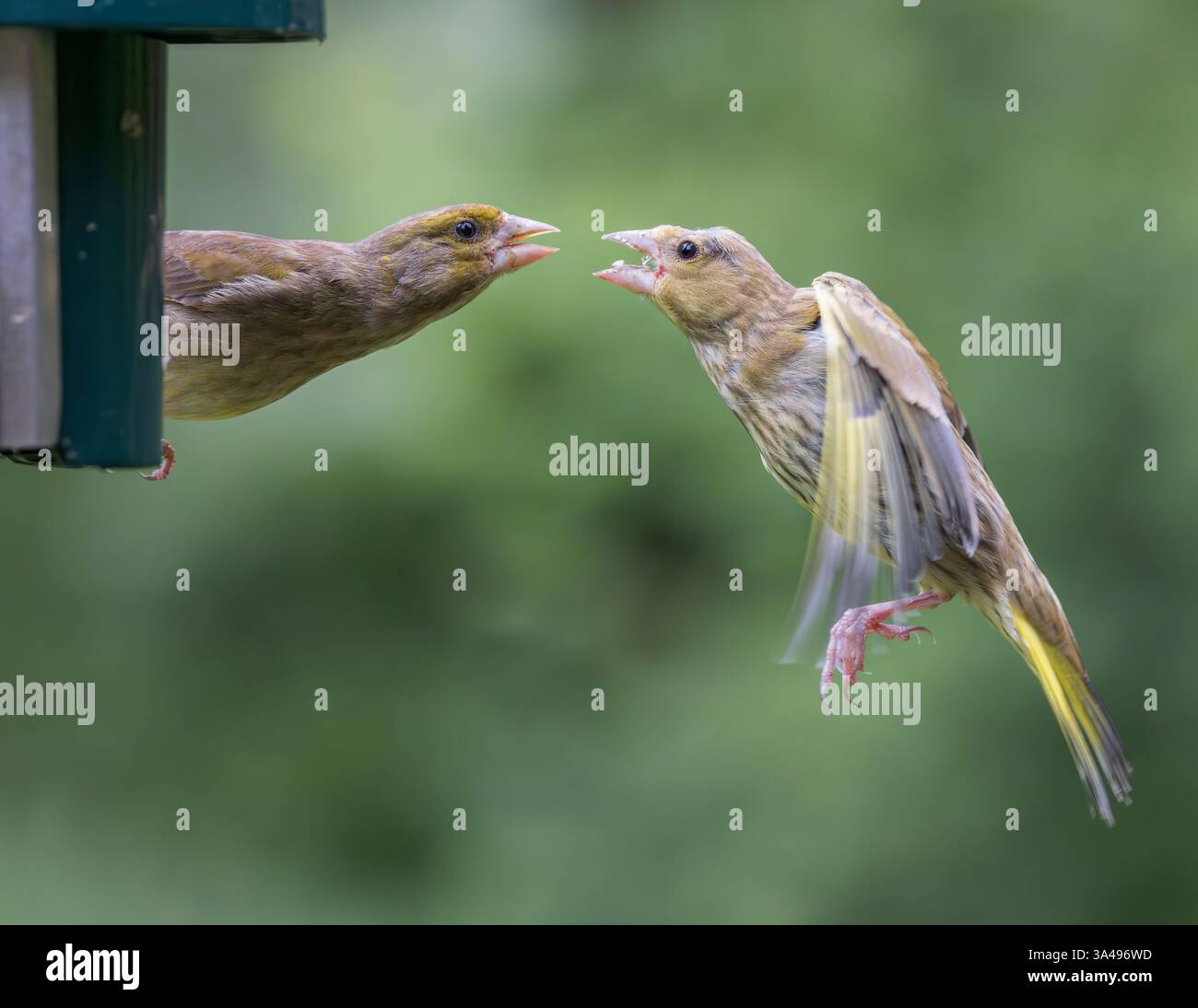 European Greenfinch [ Chloris chloris ] 2 birds fighting over garden ...