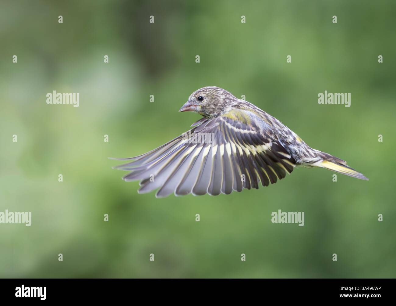 Siskin [ Spinus spinus ] in flight Stock Photo - Alamy