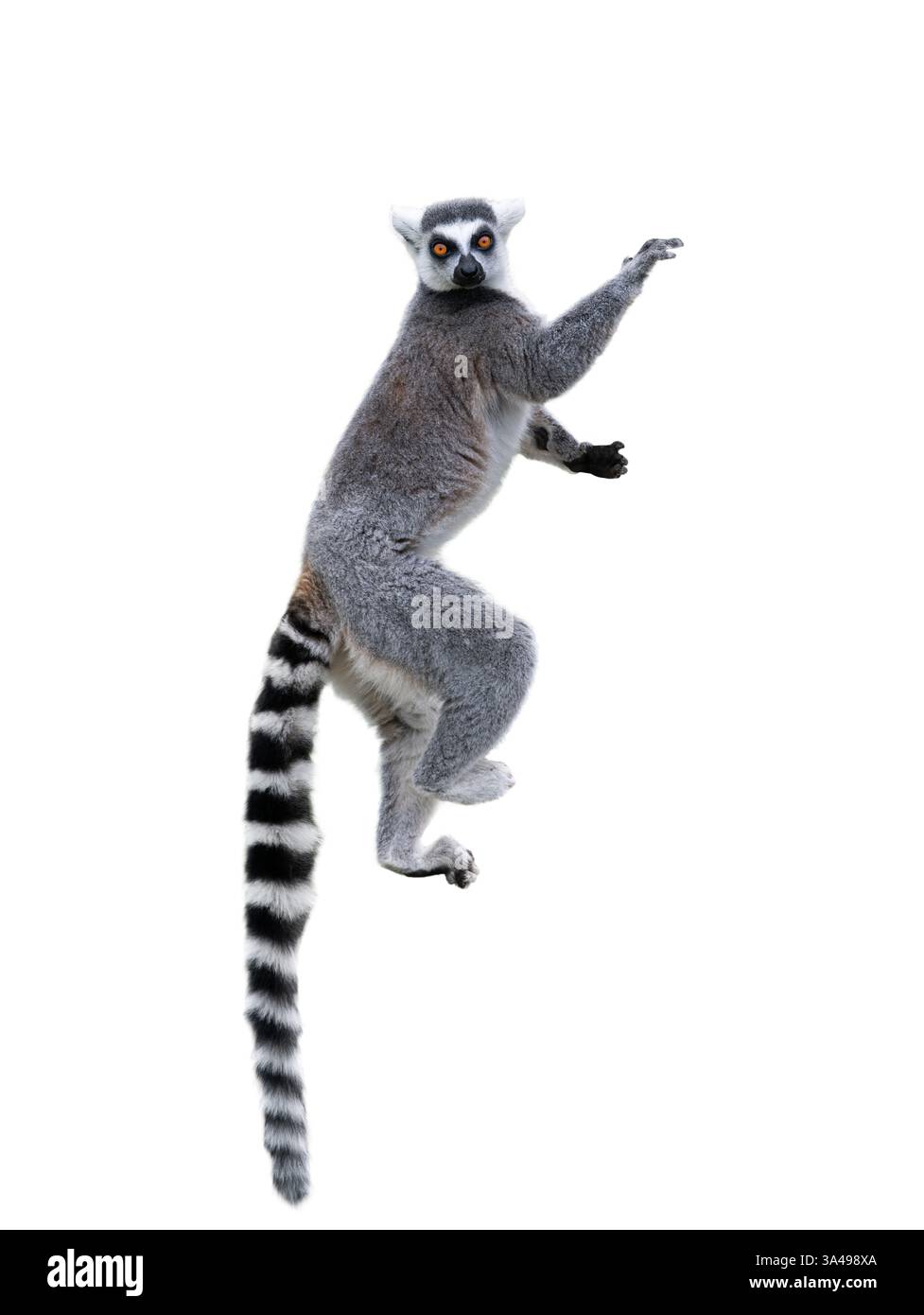 Lemur watching Cut Out Stock Images & Pictures - Alamy