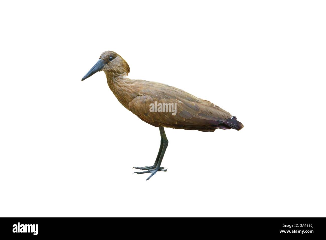 Glossy ibis isolated on white background Stock Photo - Alamy