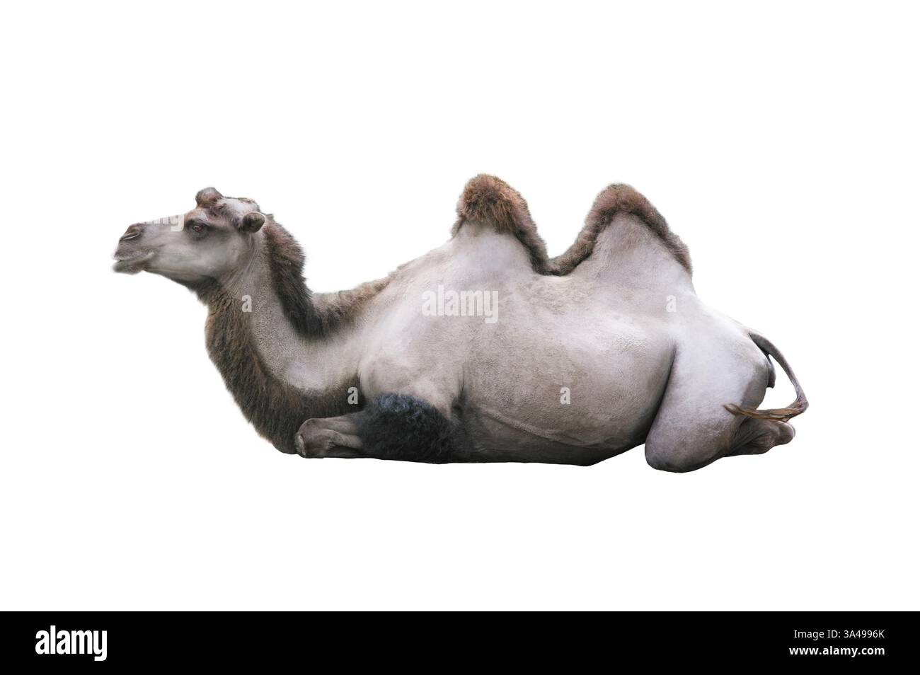 lying camel isolated on white background Stock Photo - Alamy