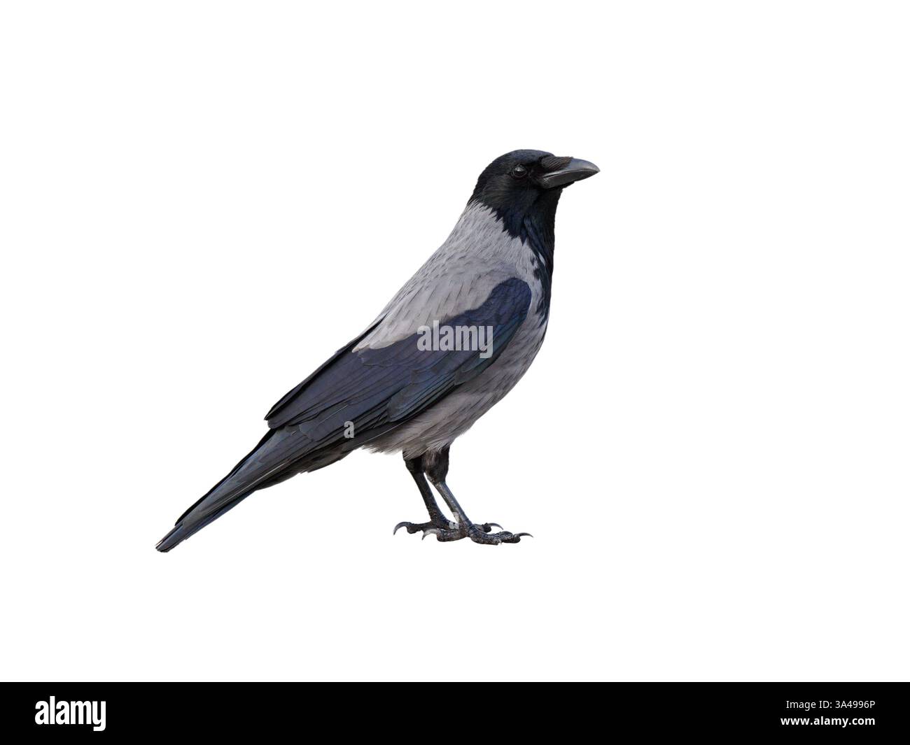 gray crow isolated on white background Stock Photo - Alamy