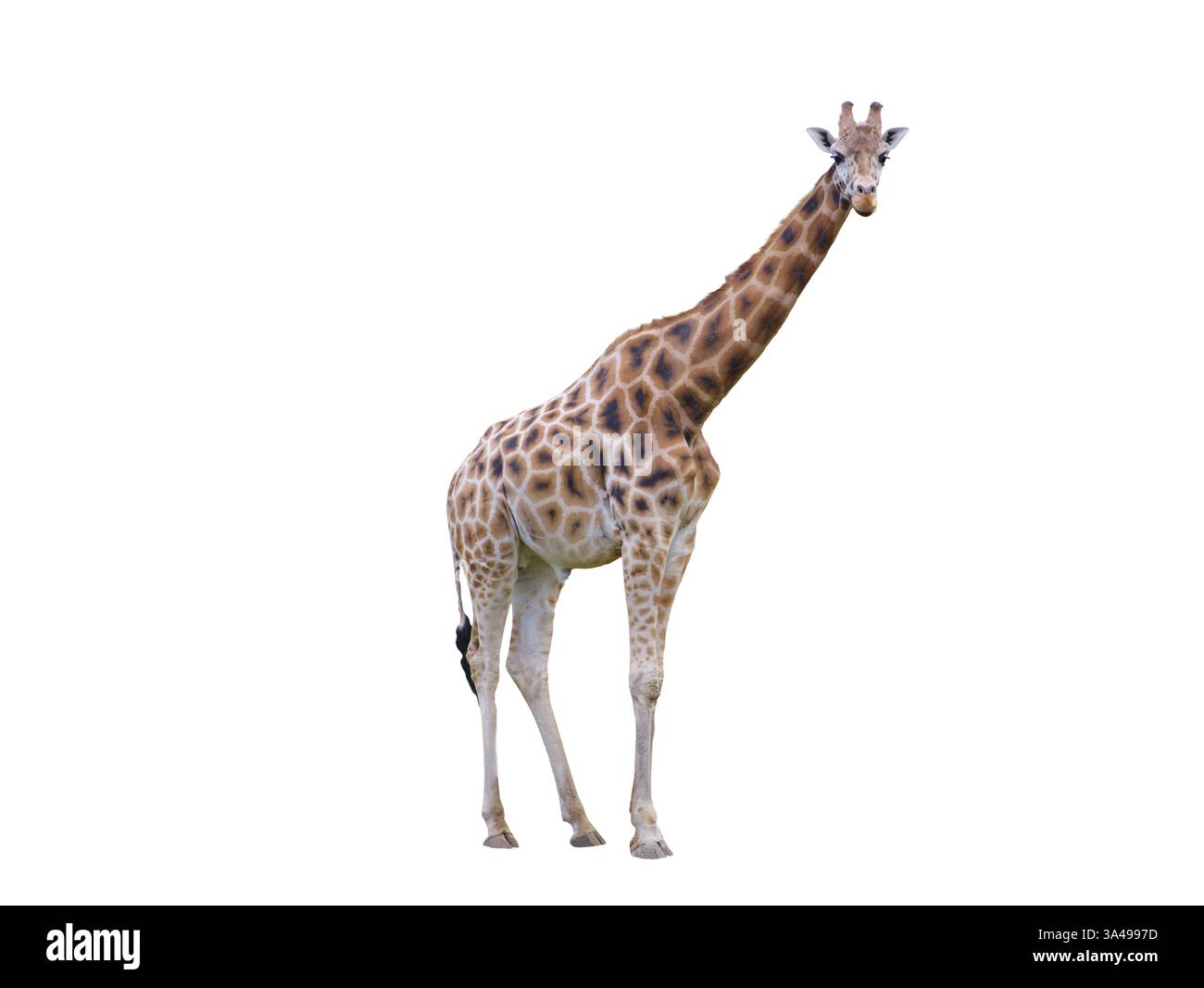 Giraffe isolated animal white wild hi-res stock photography and images ...