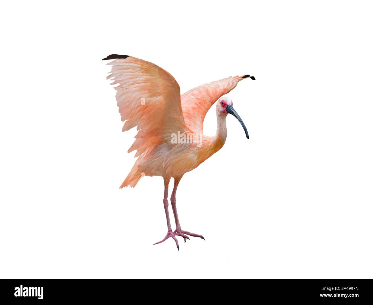 red ibis isolated on white background Stock Photo - Alamy