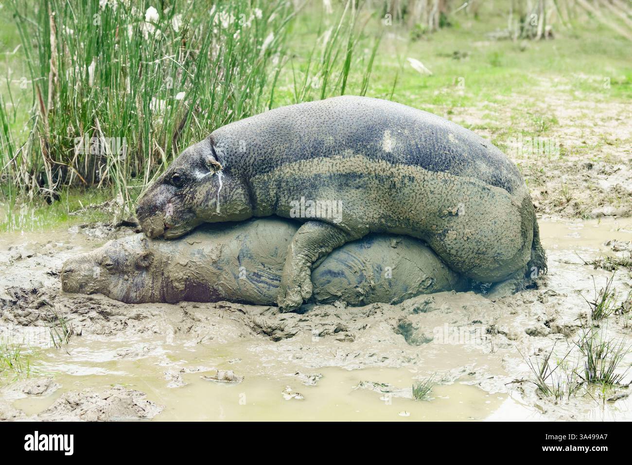pygmy hippo breeding on in natural environment Stock Photo - Alamy