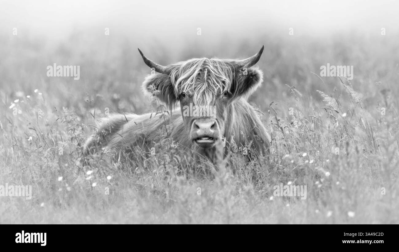 Highland cow with flowers hi-res stock photography and images - Alamy