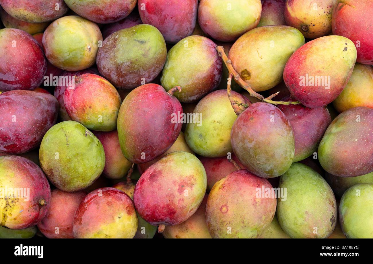 Mangifera indica - Mango tommy fruit in the traditional Colombian ...