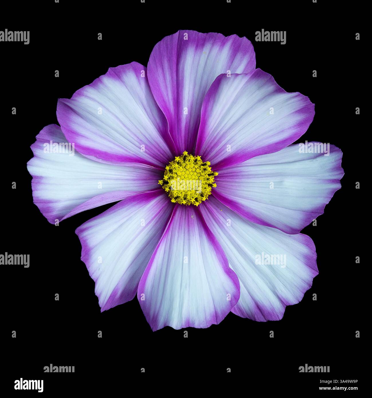 Cosmos flower portrait on a black background Stock Photo - Alamy